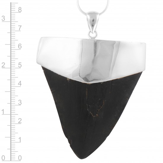 Megaladon Fossil Shark Tooth
